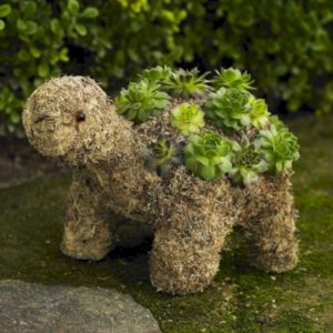 Best 8 DIY Succulent Turtle Design Ideas You Have To Know – My Home ...