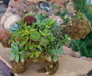 Best 8 DIY Succulent Turtle Design Ideas You Have To Know – My Home ...