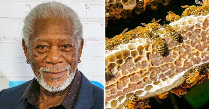 Morgan Freeman Turns His 124-Acre Ranch Into a Bee Sanctuary to Save ...