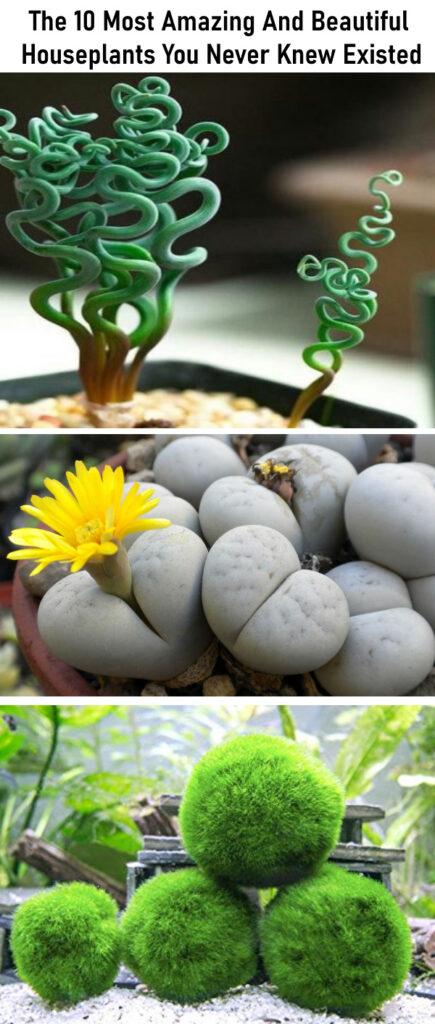 The 10 Most Amazing And Beautiful Houseplants You Never Knew Existed ...