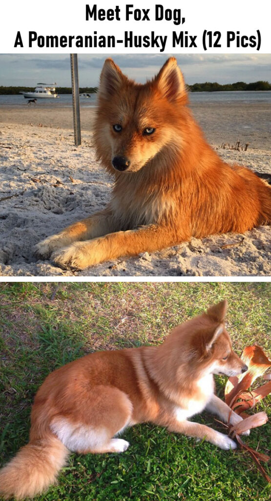 Meet Fox Dog, A Pomeranian-Husky Mix (12 Pics) – My Home Inspiration