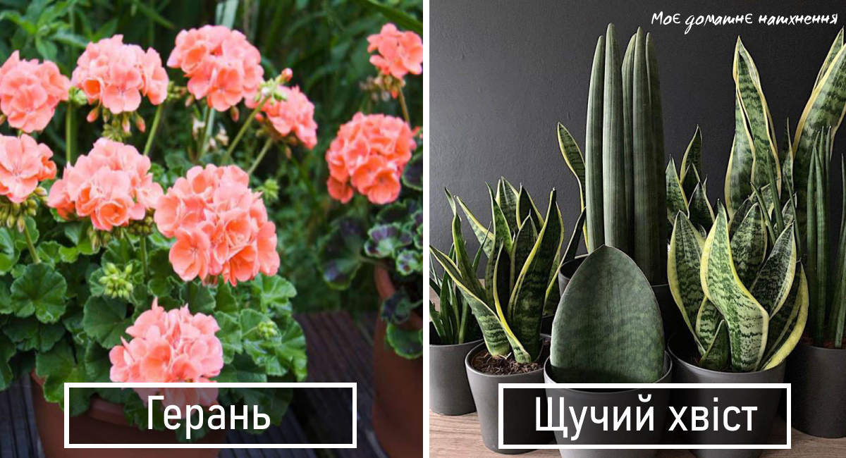 5 кімнатних рослин-антисептиків, які захищають від вірусів – Моє ...