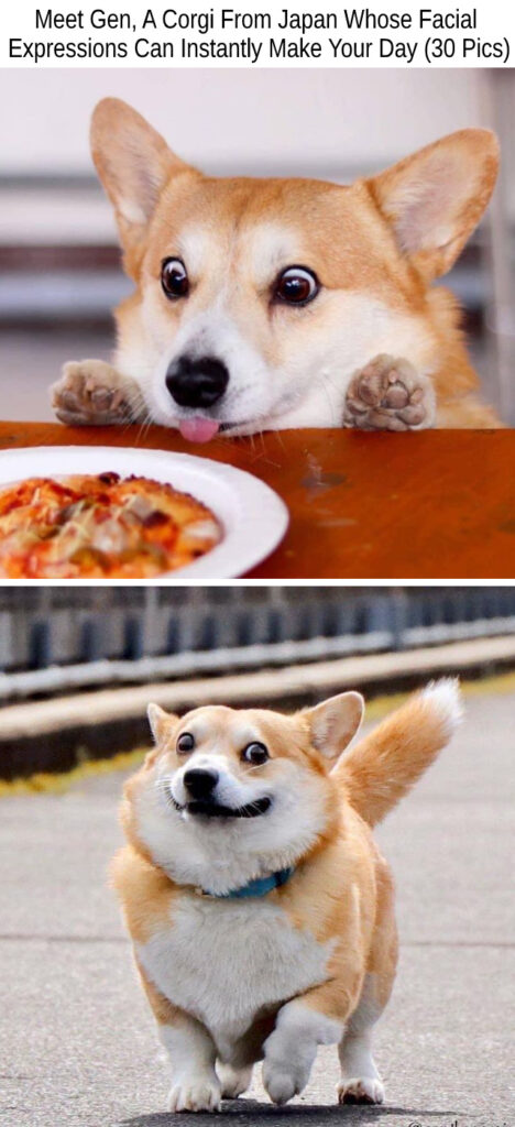 Meet Gen, A Corgi From Japan Whose Facial Expressions Can Instantly ...