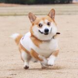 Meet Gen, A Corgi From Japan Whose Facial Expressions Can Instantly ...
