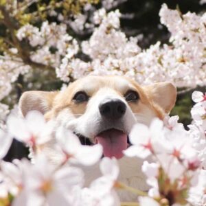 Meet Gen, A Corgi From Japan Whose Facial Expressions Can Instantly ...