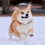 Meet Gen, A Corgi From Japan Whose Facial Expressions Can Instantly ...