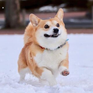 Meet Gen, A Corgi From Japan Whose Facial Expressions Can Instantly ...