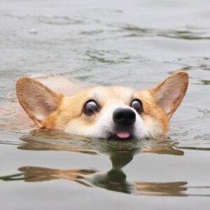 Meet Gen, A Corgi From Japan Whose Facial Expressions Can Instantly ...