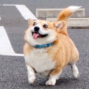 Meet Gen, A Corgi From Japan Whose Facial Expressions Can Instantly ...