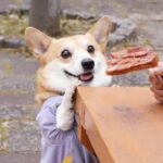 Meet Gen, A Corgi From Japan Whose Facial Expressions Can Instantly ...