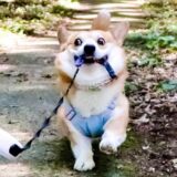 Meet Gen, A Corgi From Japan Whose Facial Expressions Can Instantly ...
